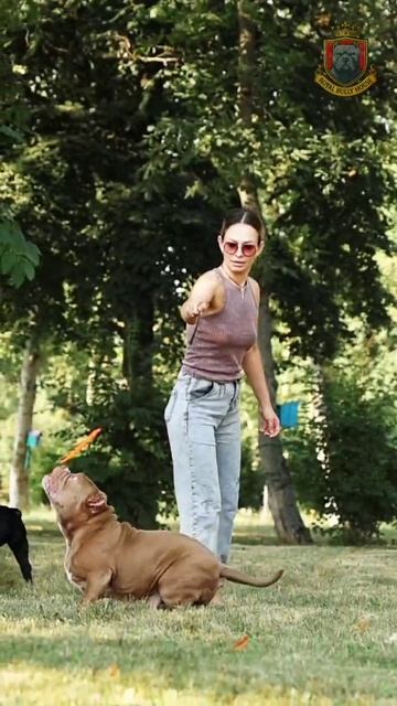 Текила | Американский булли | Royal Bully House