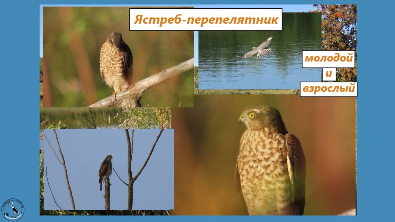 Ястреб-перепелятник. Молодой и взрослый. Июль-август 2025
