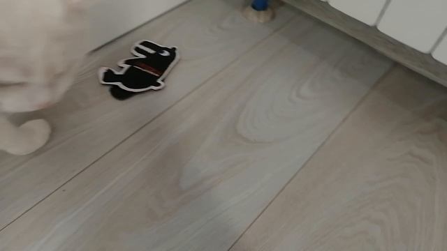 тёмное путешествие кота Барсика. 1 часть