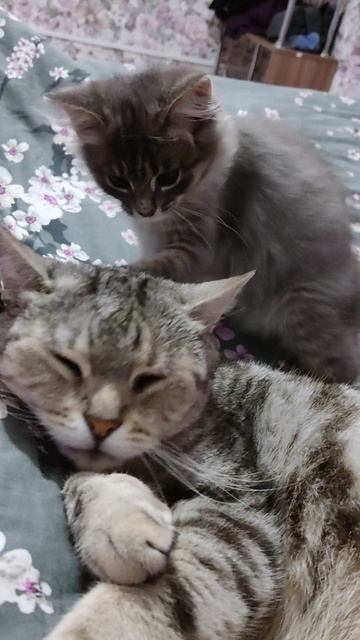 У Тайсона появилась подружка