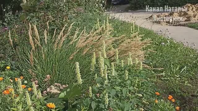 Город 25-26 августа 2025. Калина гордовина, чий и молиния, луковицы мартагонов