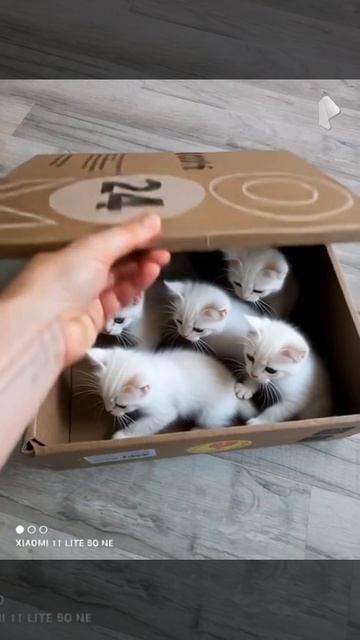 Сюрприз в коробке