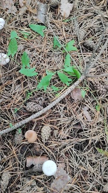 Что за гриб?