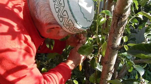 Прививка почкой груши "Просто Мария"  за кору - окулировка