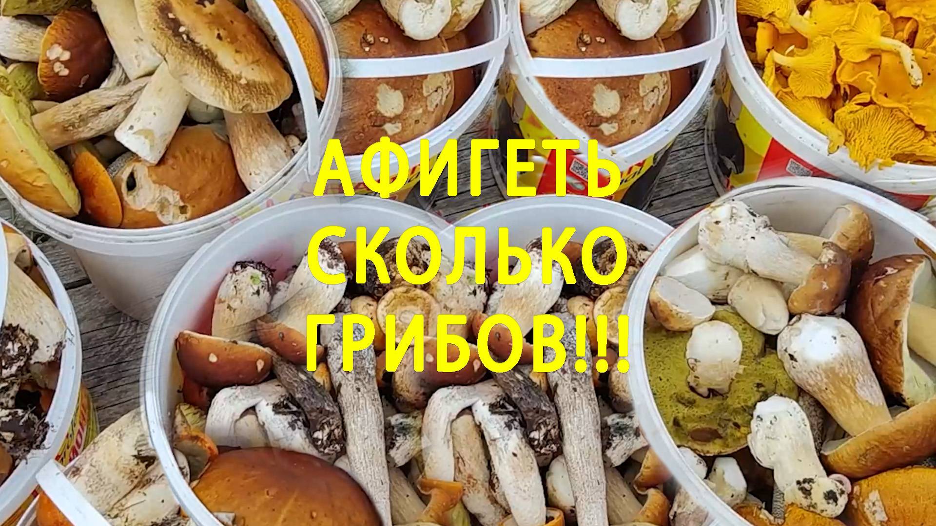 ОФИГЕТЬ СКОЛЬКО ГРИБОВ! Урожайный поход в леса Вологодской области с Романом