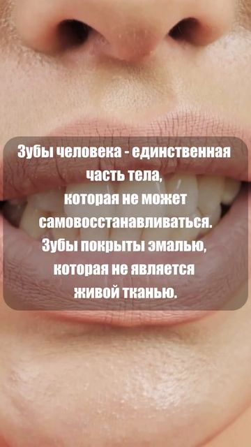 Зубы - часть тела которая не может самовосстанавливаться
