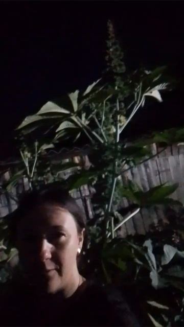 Помидоры . ночь в деревне