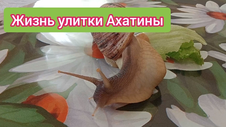 Жизнь улитки Ахатины