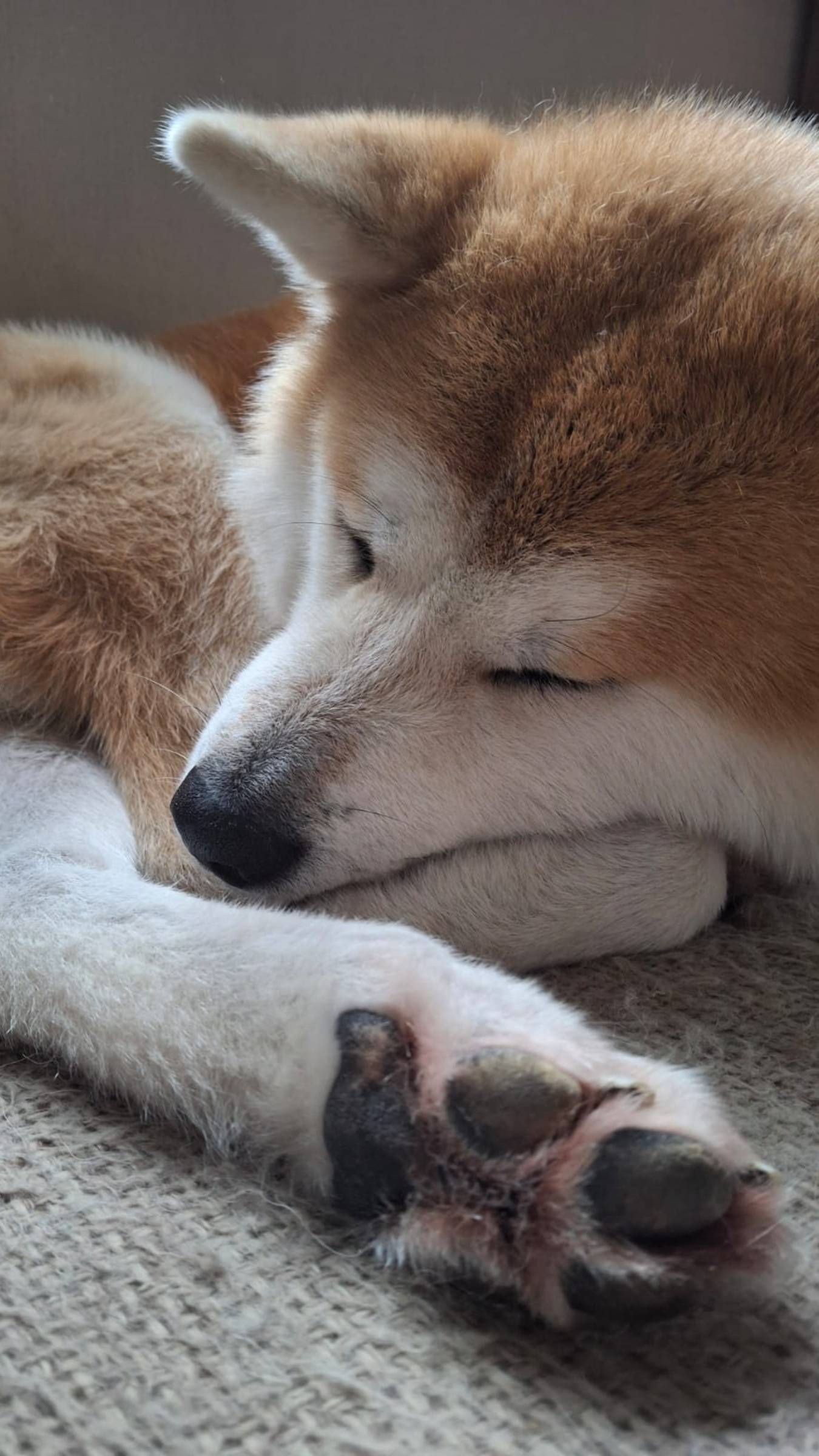 Выучили команду сидеть-ждать!!!