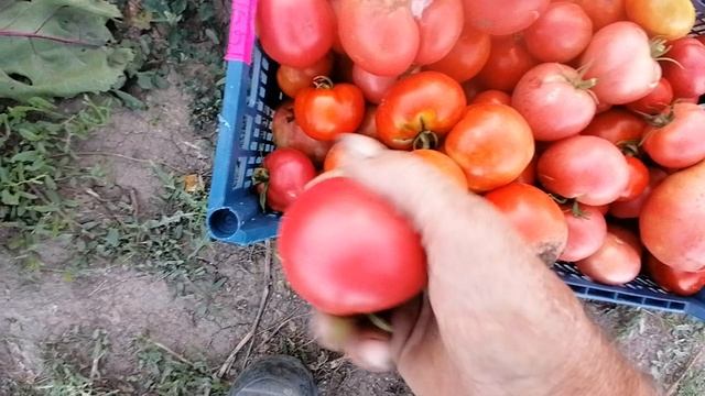 2 УРОЖАЙ ПОМИДОР СБОР, УДИВИТЕЛЬНЫЕ СОРТА.