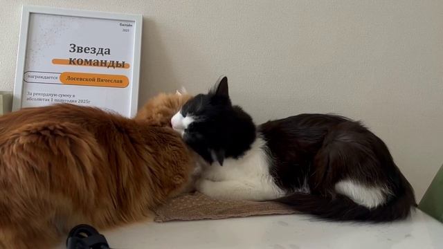 кошечковая нежность