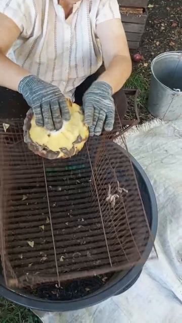 Уборка подсолнечника 2025 в Русском поле.