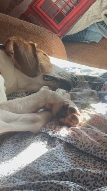 Пряник храпит 30-08-2025