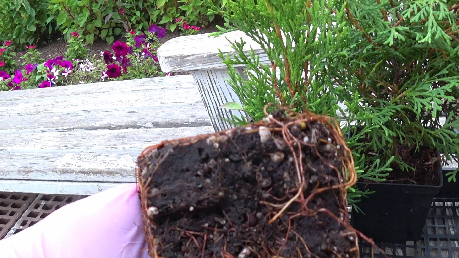 Получила саженцы с маркетплейса.Стоит ли заказывать...