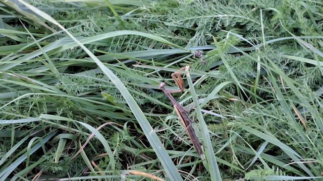 Богомол на участке