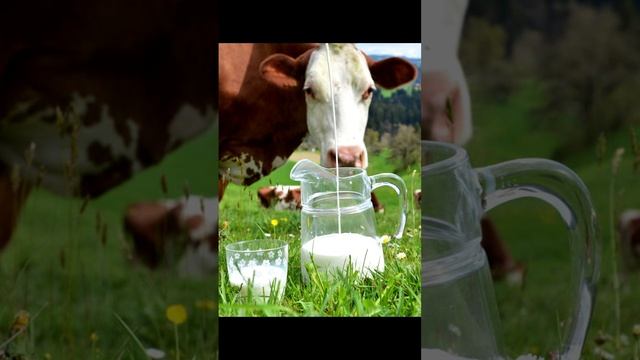 Для подношения Божествам должно использоваться только «ахимса-молоко»