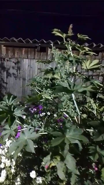 ночь в деревне. Пальмы за Уралом