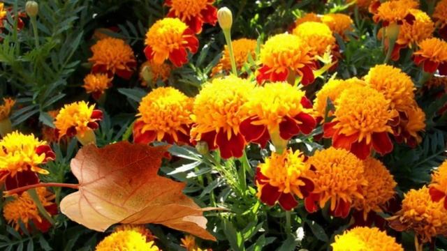 БАРХАТЦЫ - Янтарные брызги яркого лета