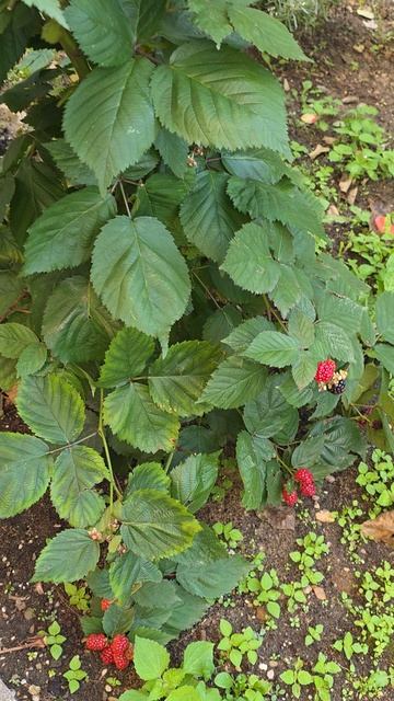 Ежевичное субботнее утро #мичуринскийпитомник