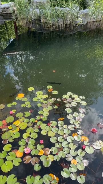 Китайский парк «Хуамин» (Москва)/ «Huamin» Chinese Park (Moscow)