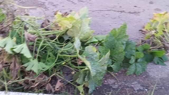 Декоративная Дыня