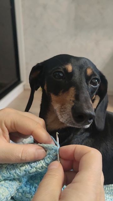 Таксуля помощница!🐶👍😀#таксасильва #собака