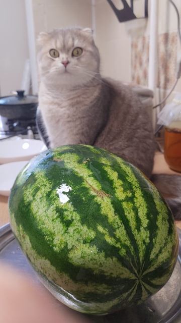 Микис и арбузик. 30.08.2025