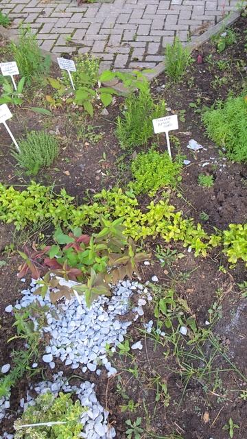 Готовлю пряный сад-огород к зиме #московскиеплантации