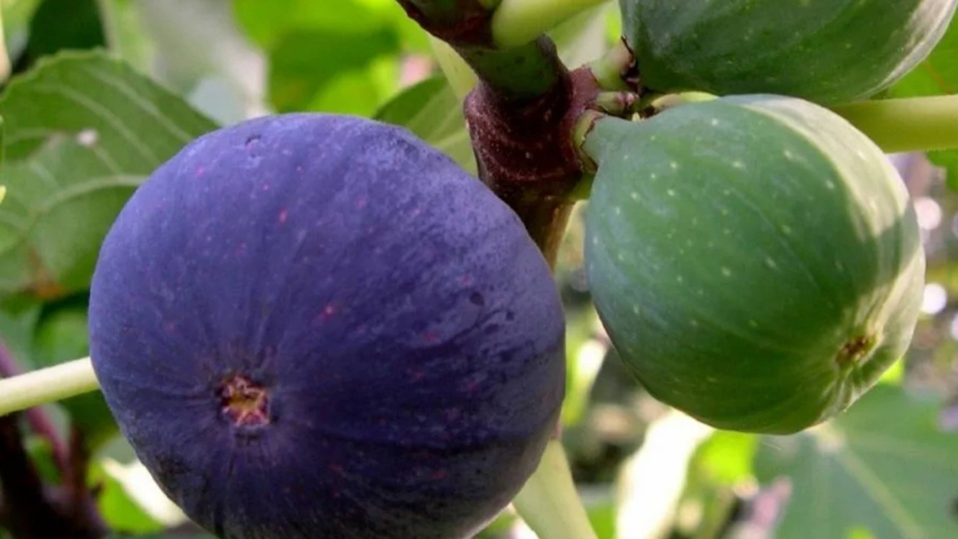 Инжир в суровом климате инжир в яме