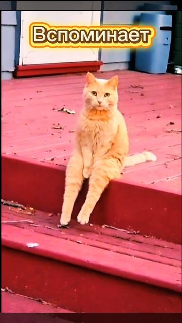 Кот без сапог