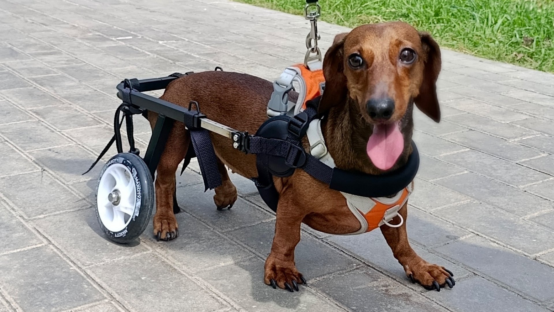 Коляска-тренажер для активной собаки.