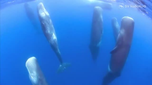 Как ведут себя Кашалоты (Sperm whale) — Physeter macrocephalus, когда впадают в состояние транса ?