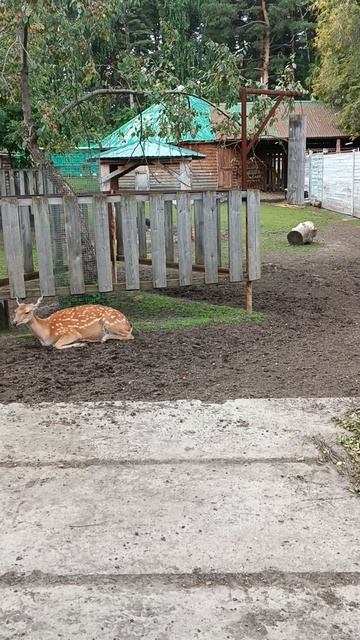 Все! Отстань от Пети!
