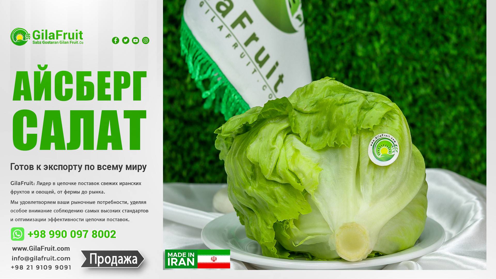 GilaFruit: Иранский салат айсберг для импорта