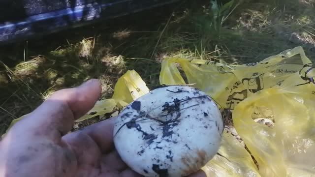 Тихая охота за ивовым груздём