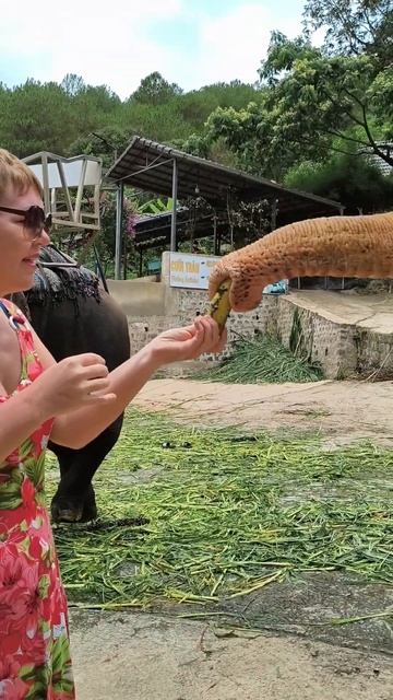 Вьетнам. Слон ест банан.Экскурсия в Далат. Нячанг за 72 тысячи рублей с перелетом. @tutsi-dieti