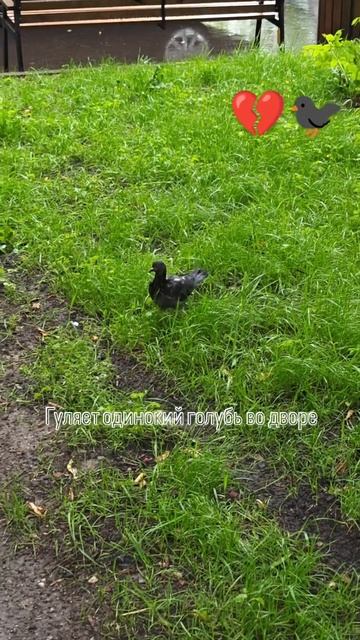 Утром на днях такого грустнявого голубка сняла 💔🥲☂️Ходит бродит под дождём... #рек #житьжизнь #реком