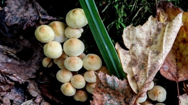 А в лесу тишина и грибочки