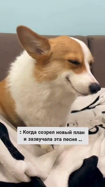 Маленький хитрец