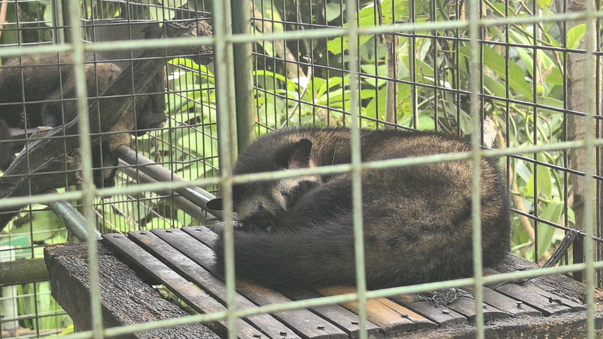 8. Бали. Дегустация кофе из какашек и вкусного чая.mp4