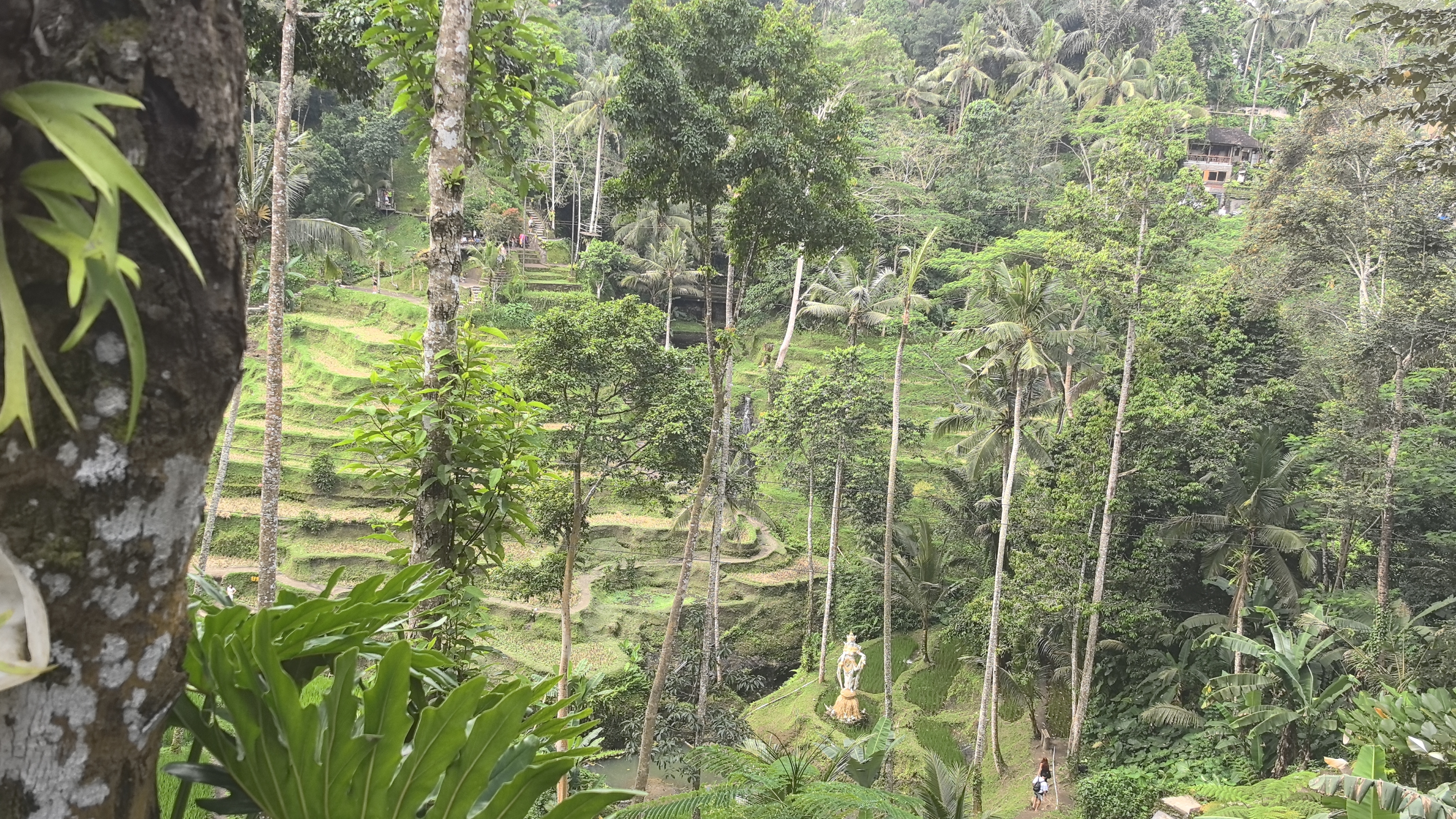 9. Бали. рисовые террасы.mp4