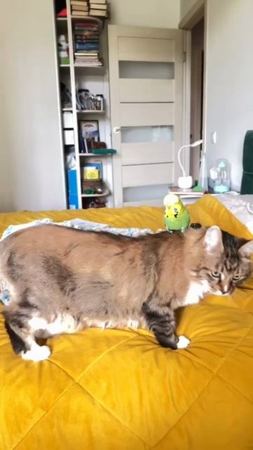 как началась история бременских музыкантов