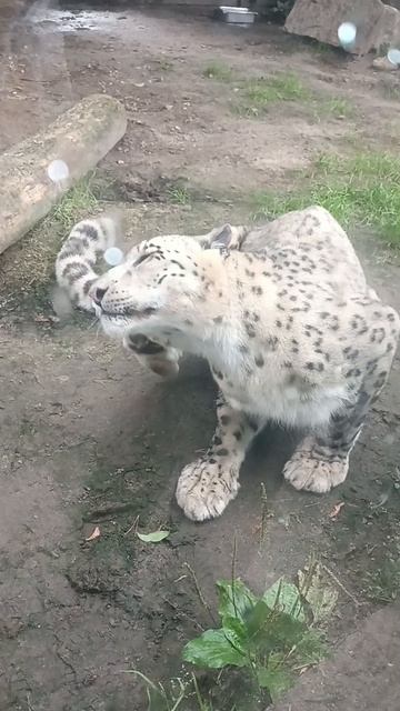 Кошки. Они и в России кошки!