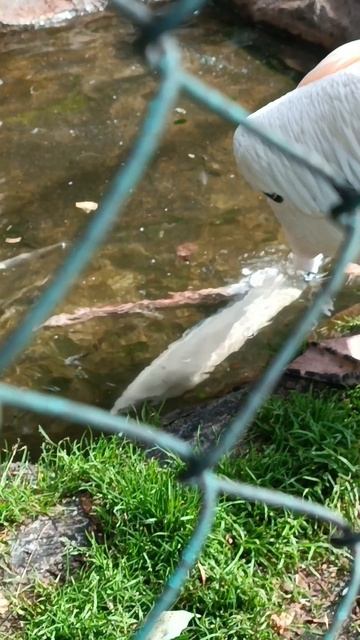 Уроки правильной рыбалки от пеликана Кира