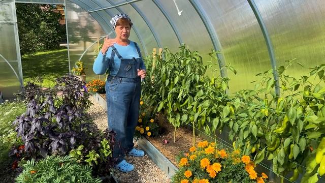 Так зеленые перцы краснеют быстрее.