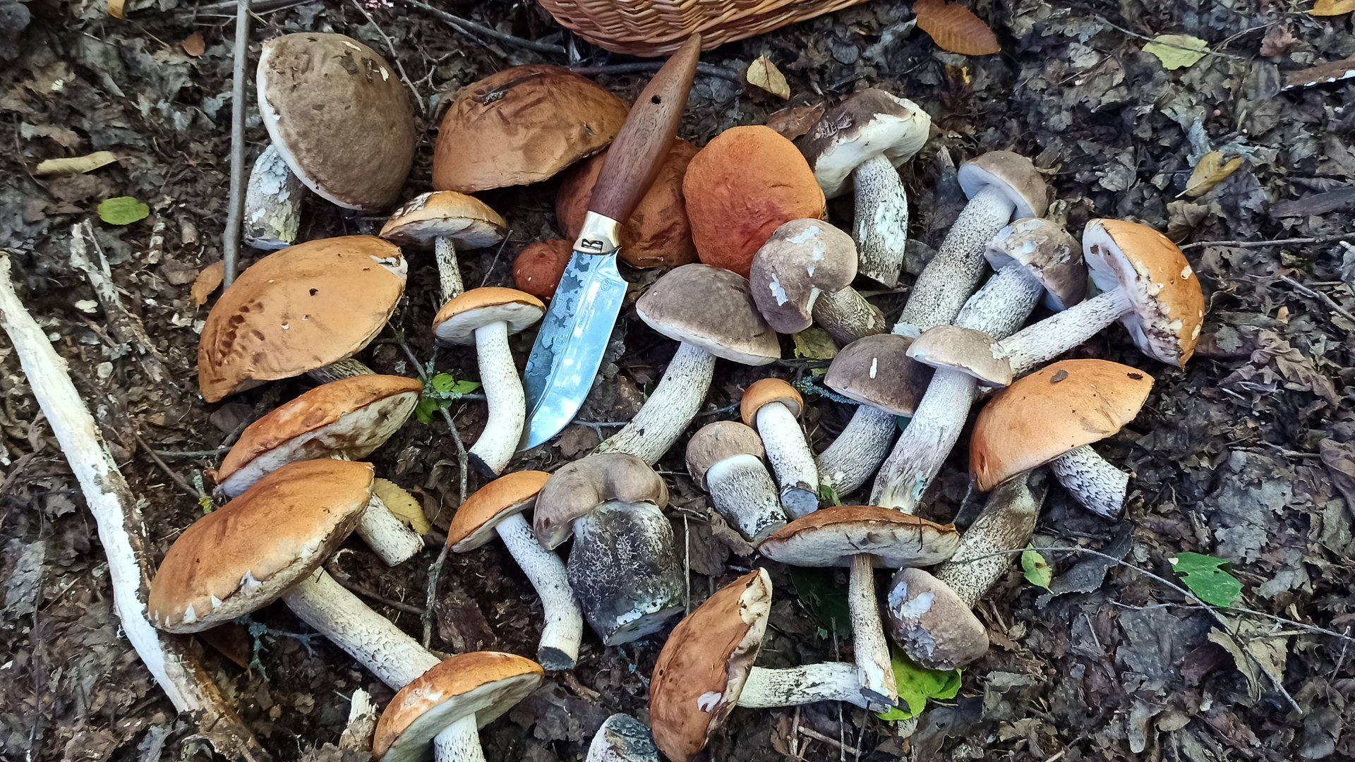 по грибы #8 поиск и сбор грибов Воронеж. подосиновики, подберёзовики