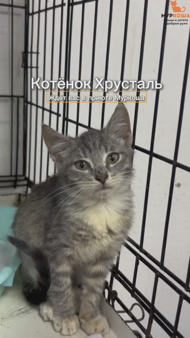 Хрусталь (уже дома)