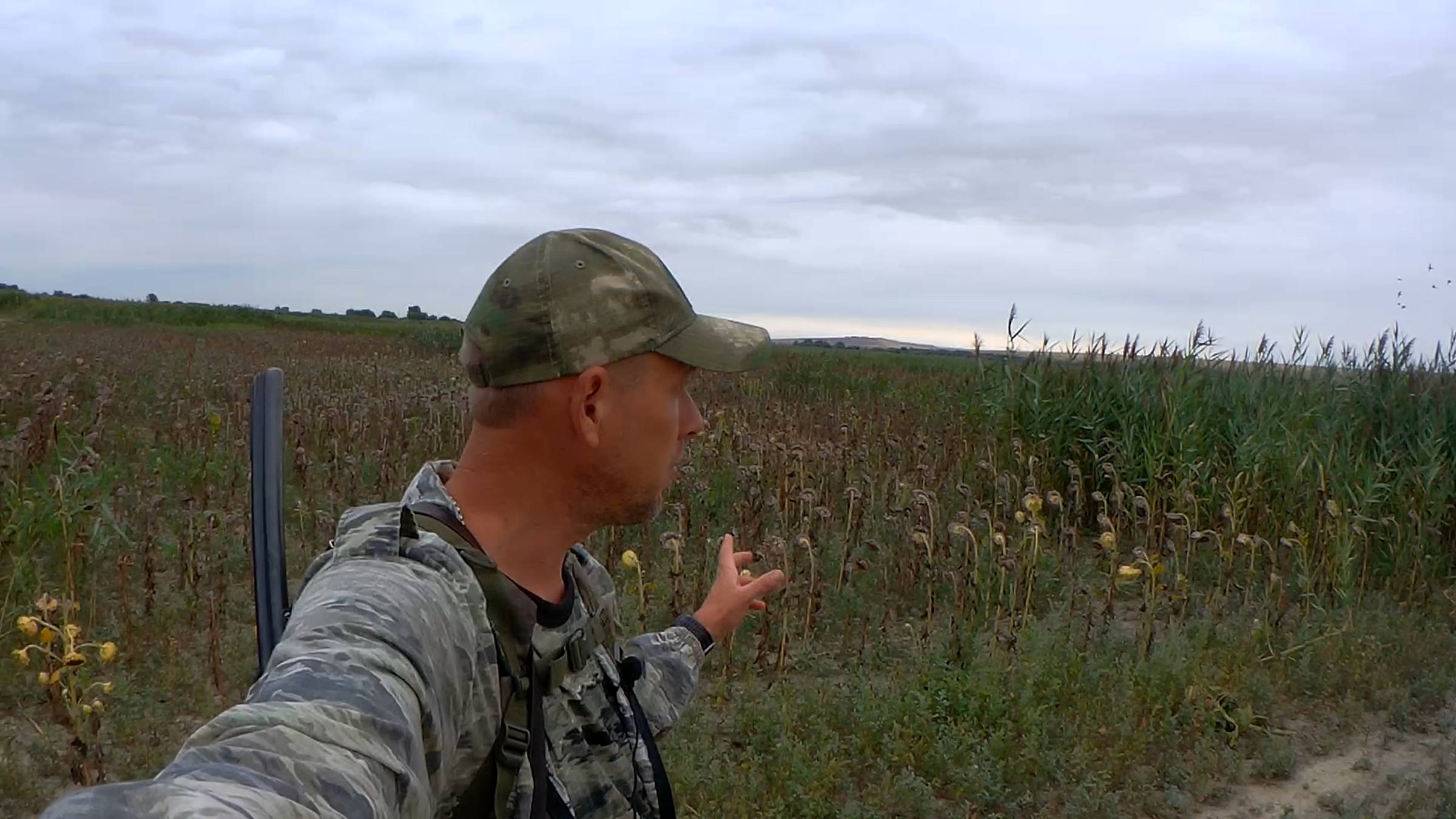 Охота на полях подсолнуха. С засидки на голубя.
