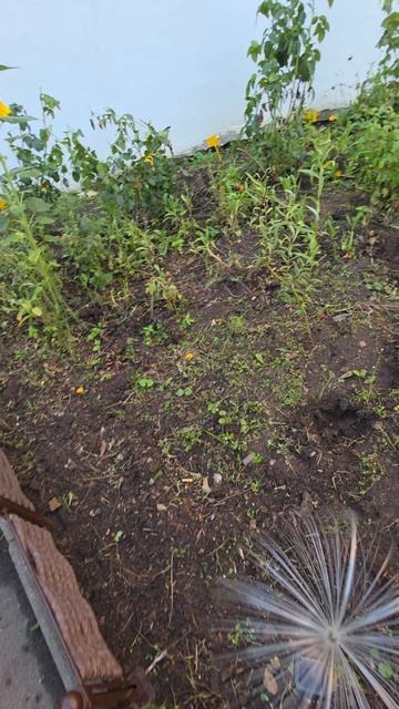 Оформляю альпийскую горку #московскиеплантации