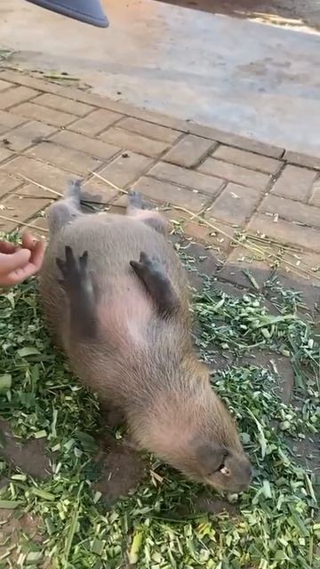 Хорошо поспать! И пусть бобр поспит спокойно.